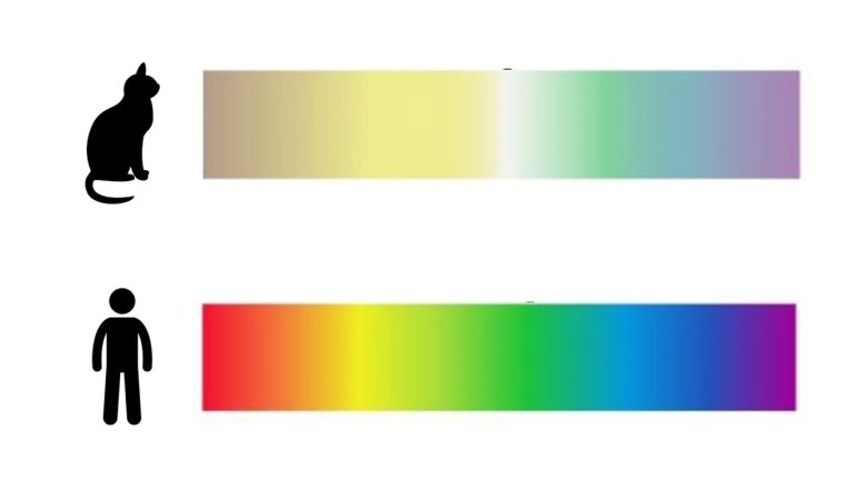 What Colors Can Cats See? Unveiling the Feline Color Palette